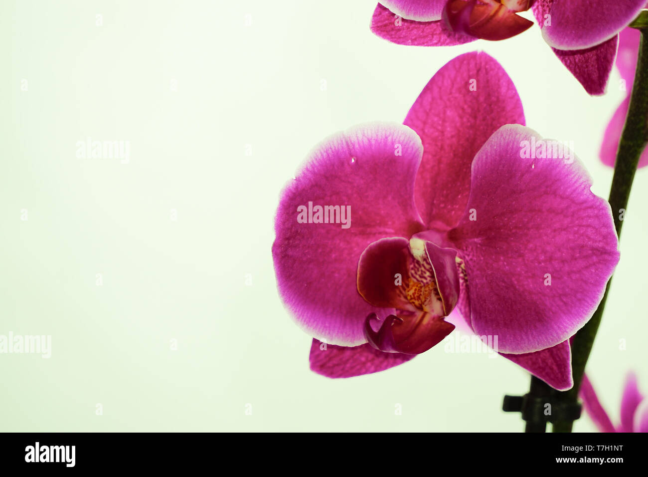 Orchidea disegno botanico immagini e fotografie stock ad alta ...