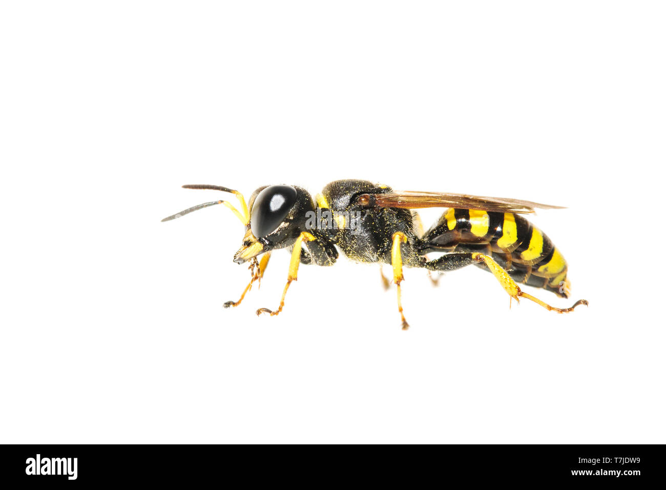 Vespidae hymenoptera Immagini senza sfondo e Foto Stock ritagliate - Alamy