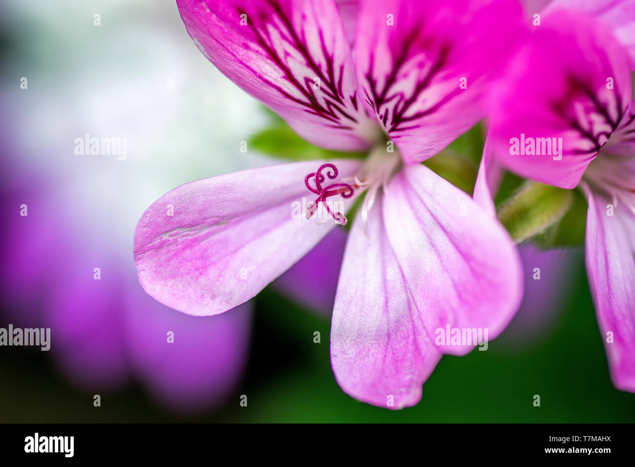 Corolla di fiori immagini e fotografie stock ad alta risoluzione - Alamy