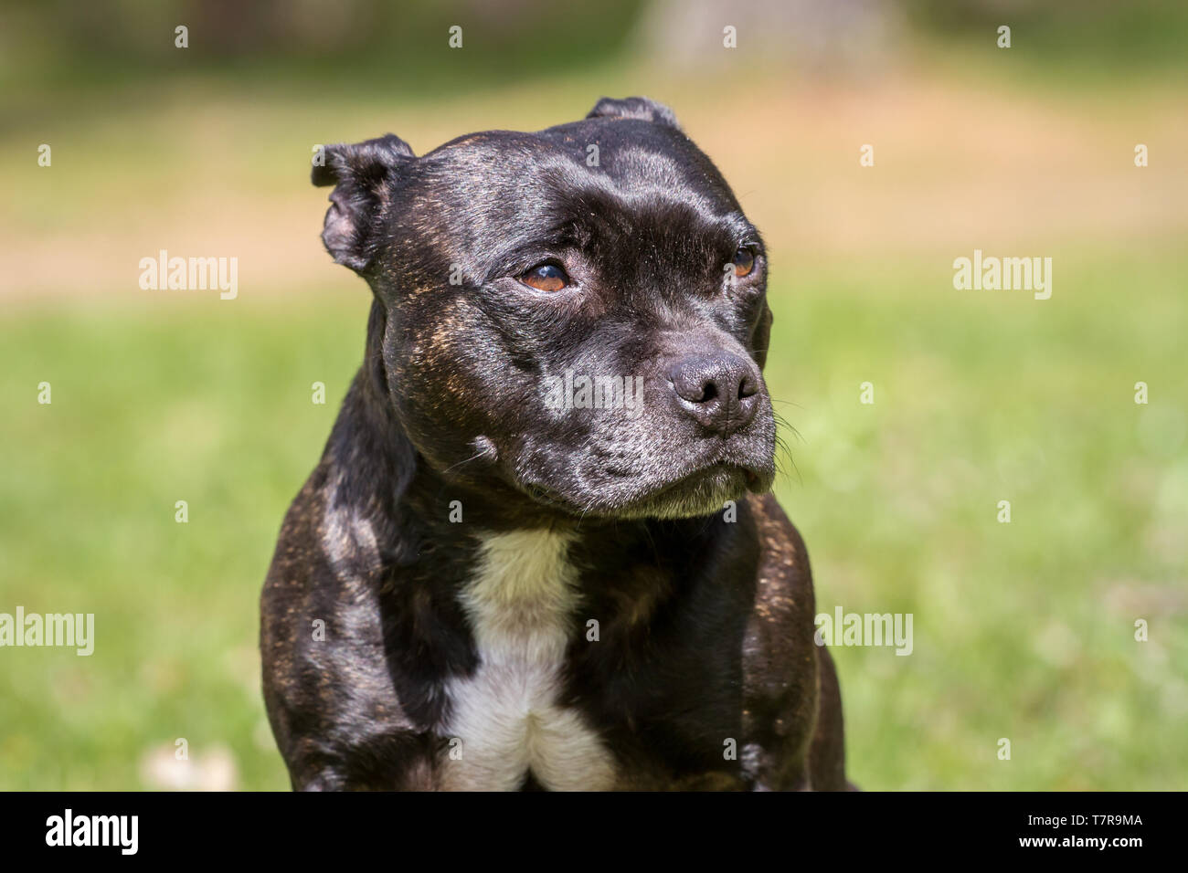 Brindle staffordshire bull terrier immagini e fotografie stock ad alta ...