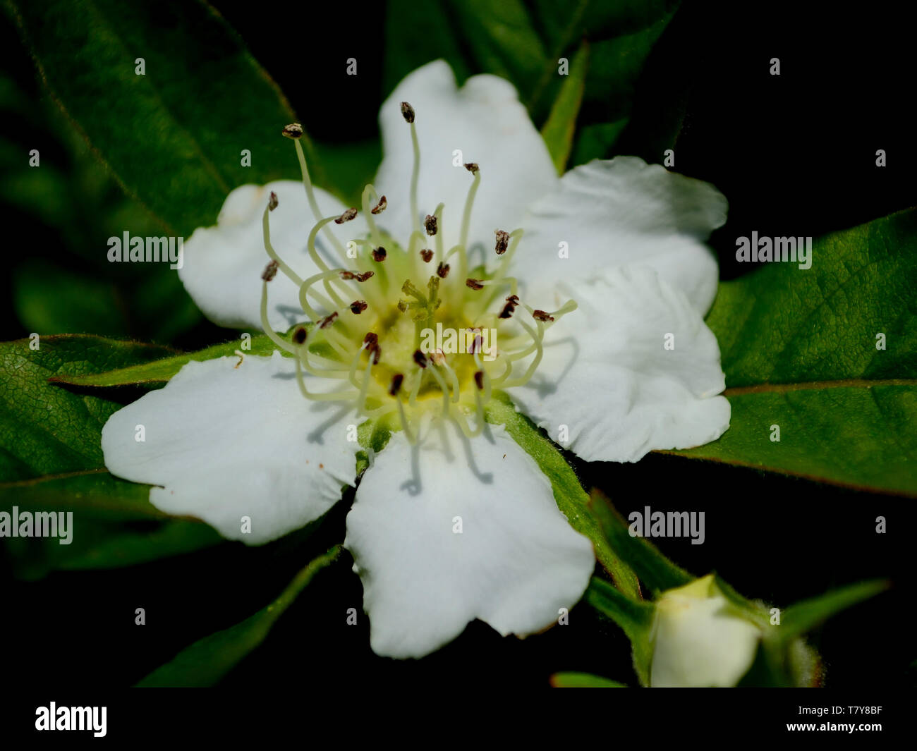 Nespola olandese mespilus germanica immagini e fotografie stock ad alta ...