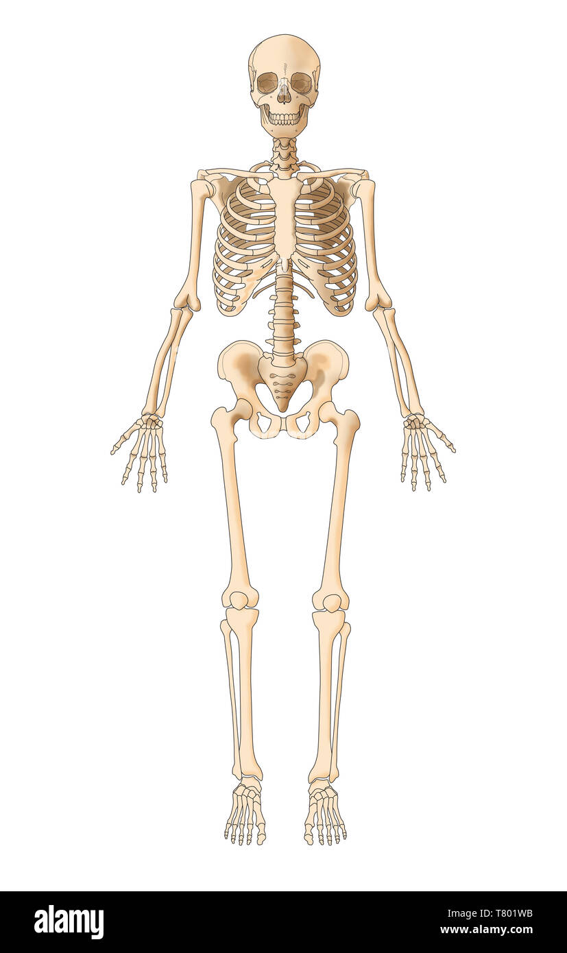 Scheletro di disegno immagini e fotografie stock ad alta risoluzione ...