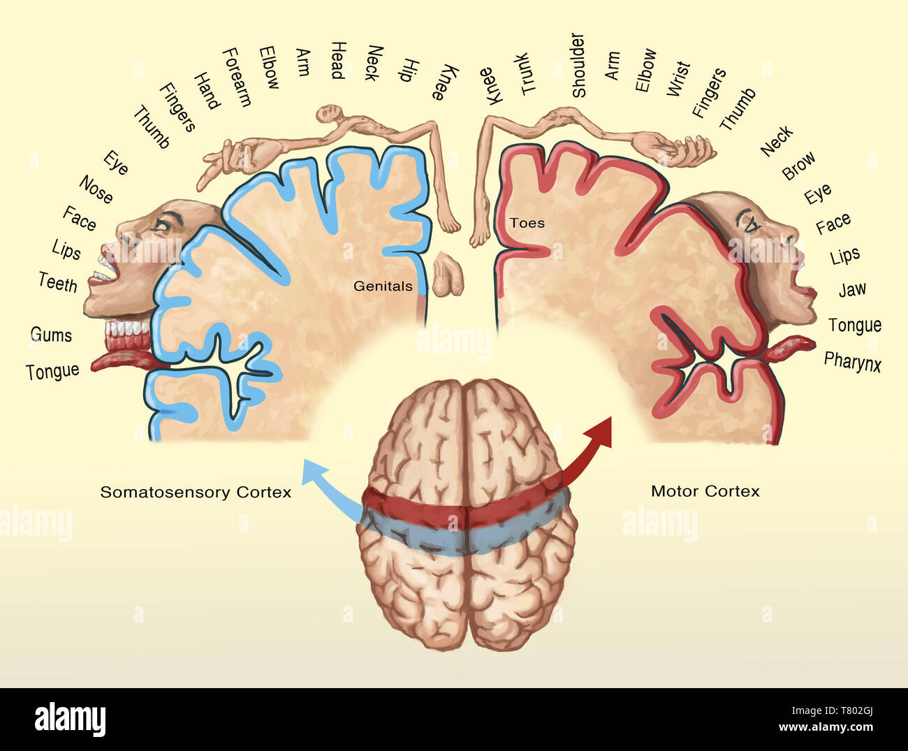 Illustrazione di homunculus corticale immagini e fotografie stock ad ...