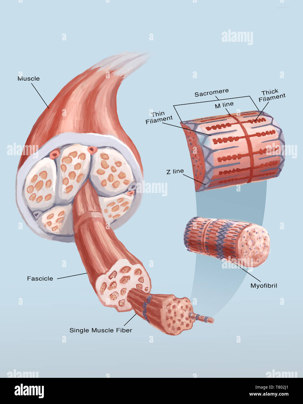 Cellula muscolare disegno immagini e fotografie stock ad alta ...