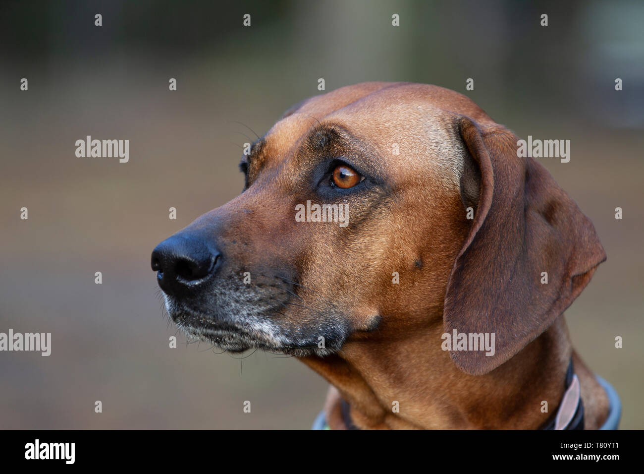 Rhodesian ridgeback immagini e fotografie stock ad alta risoluzione - Alamy