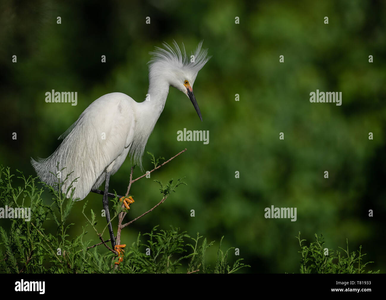 Garzetta delle nevi nelle everglades immagini e fotografie stock ad ...