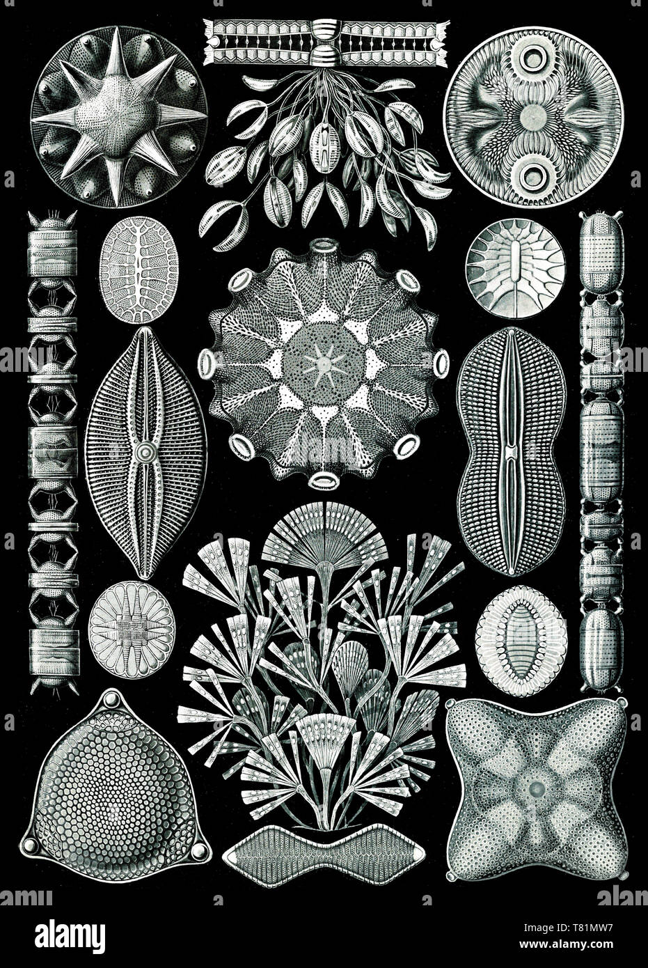 Alga di diatomee immagini e fotografie stock ad alta risoluzione - Alamy