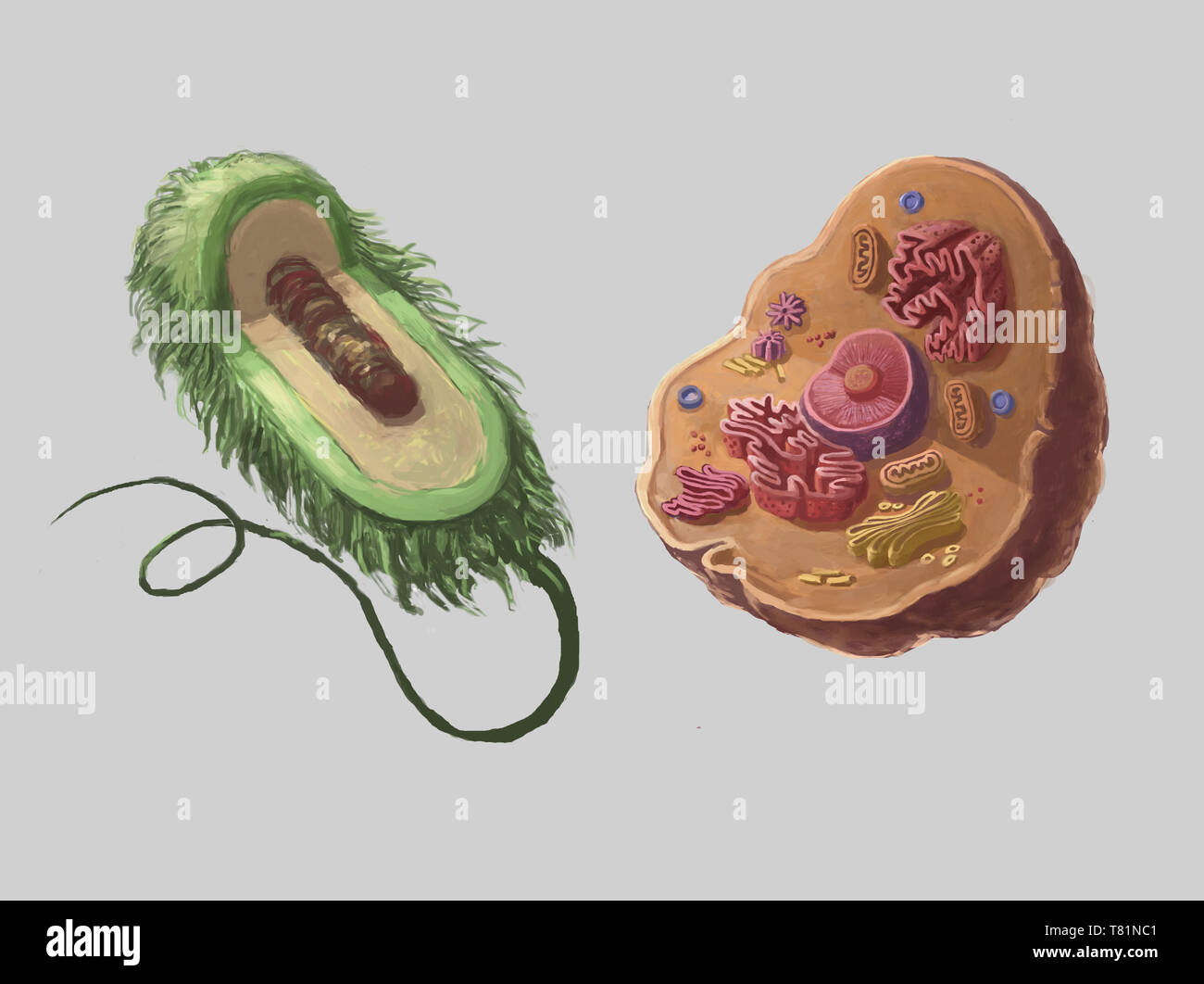 Cellula procariote immagini e fotografie stock ad alta risoluzione - Alamy