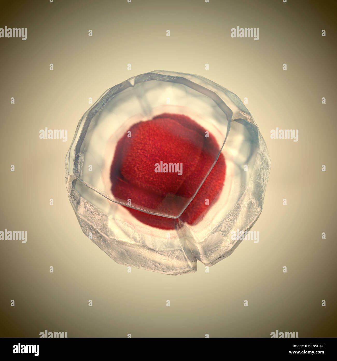 Nucleo della cellula immagini e fotografie stock ad alta risoluzione - Alamy