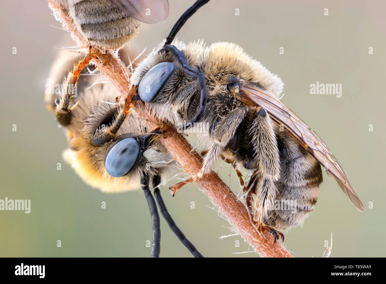 Api dalle lunghe corna immagini e fotografie stock ad alta risoluzione ...