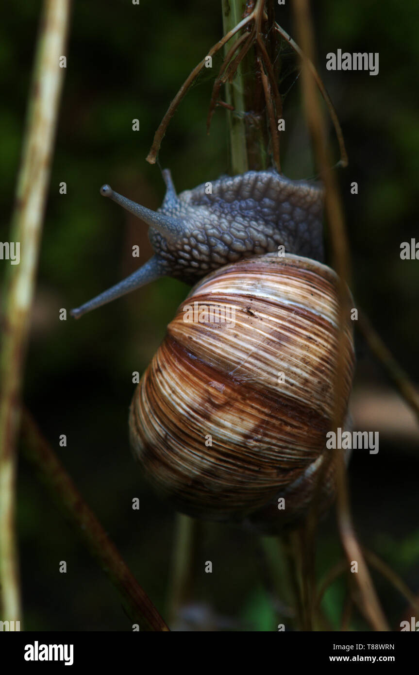 Helix pomatia, nomi comuni il romano lumaca, Borgogna, lumaca lumaca ...