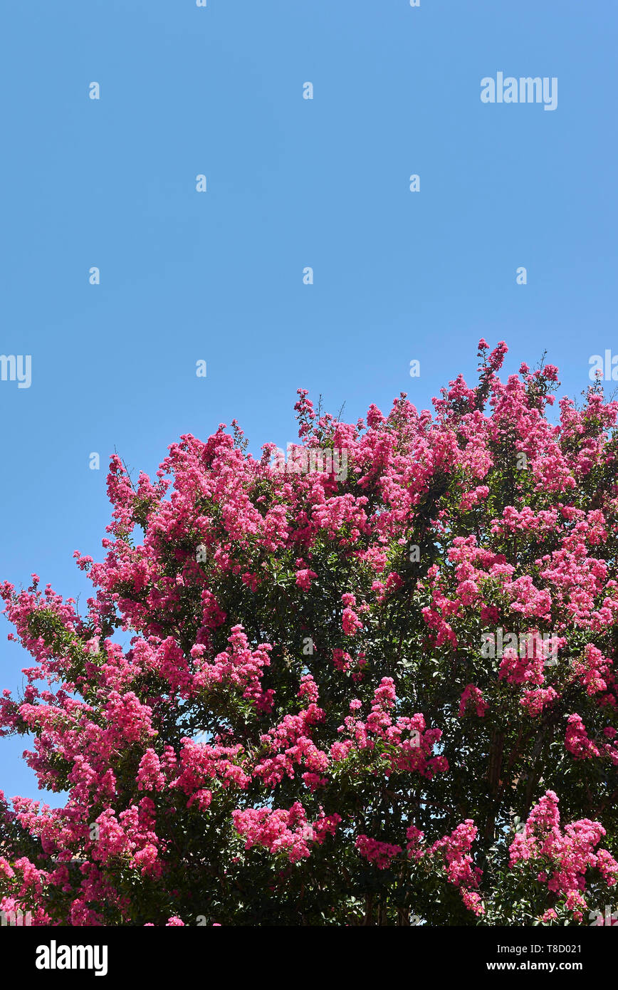 Crape myrtle tree lagerstroemia indica immagini e fotografie stock ad ...
