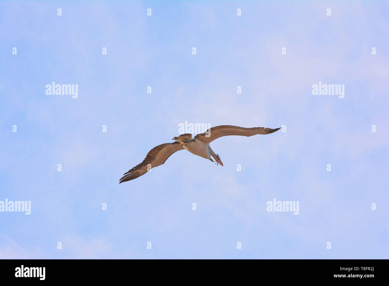 Volare alto nel cielo immagini e fotografie stock ad alta risoluzione ...