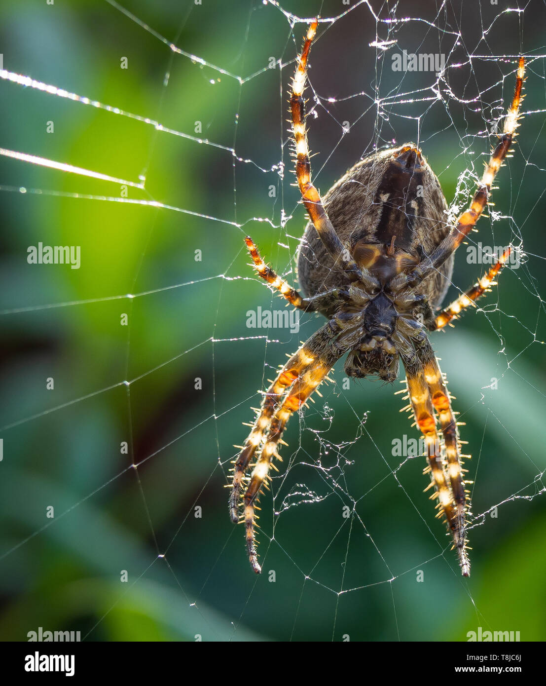 Ragno della ragnatela da giardino immagini e fotografie stock ad alta ...