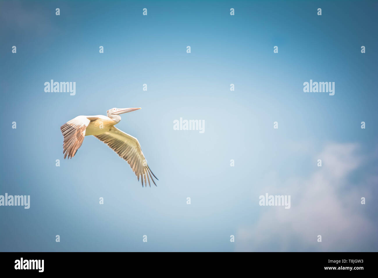 Volare alto nel cielo immagini e fotografie stock ad alta risoluzione ...