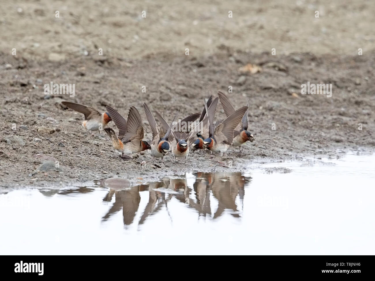 Stormo di rondini a terra immagini e fotografie stock ad alta ...