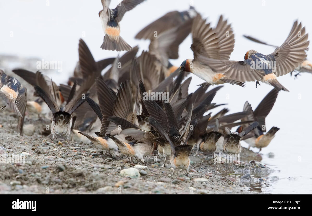 Stormo di rondini a terra immagini e fotografie stock ad alta ...