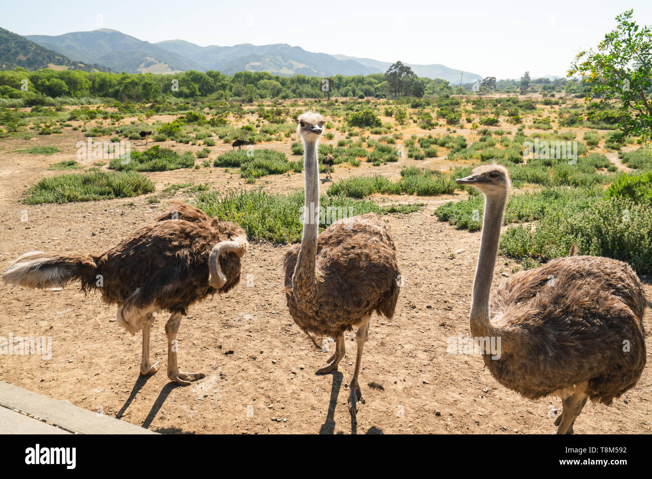 Struzzi divertenti immagini e fotografie stock ad alta risoluzione - Alamy