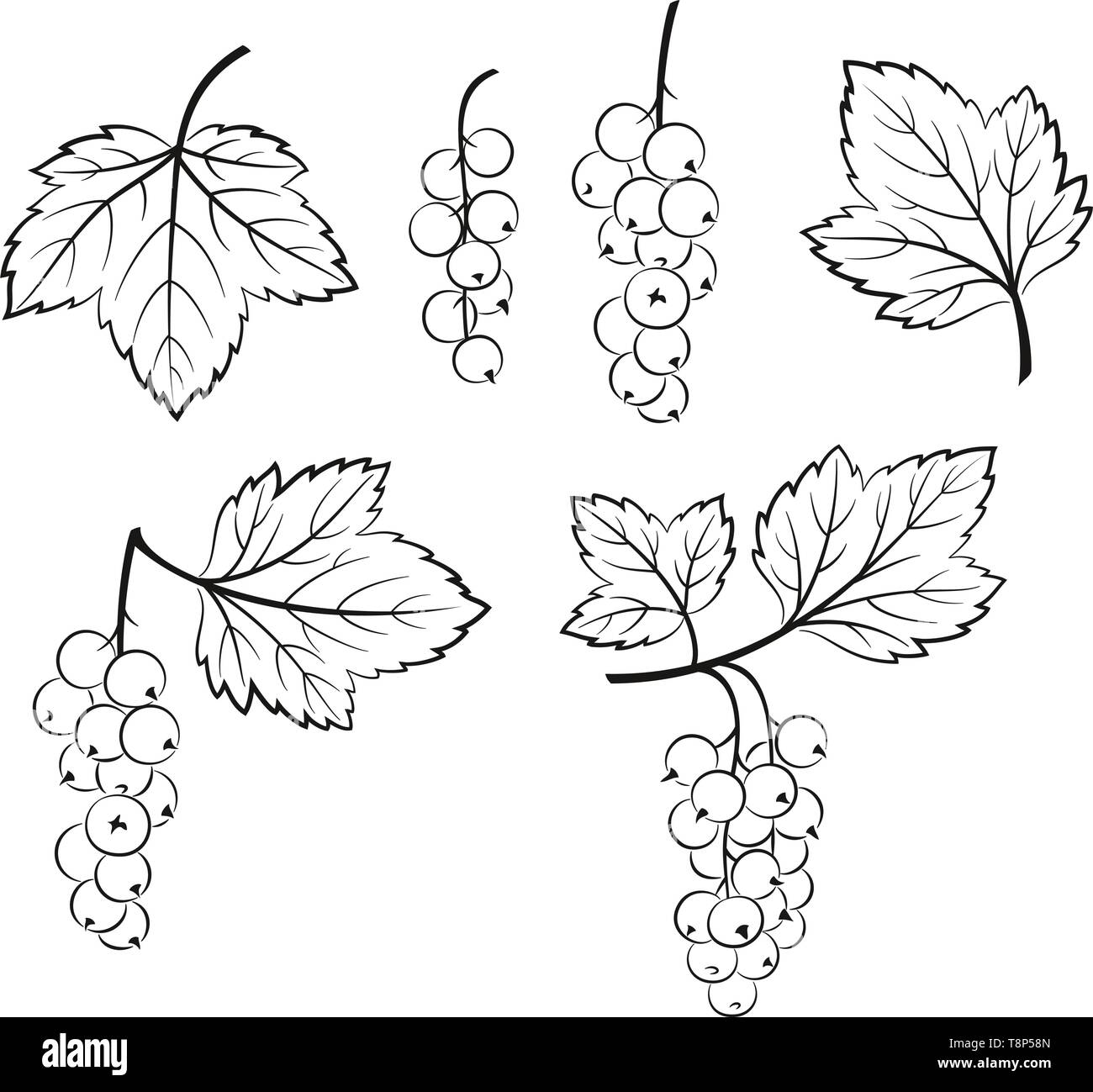 Disegno di ribes nero immagini e fotografie stock ad alta risoluzione ...