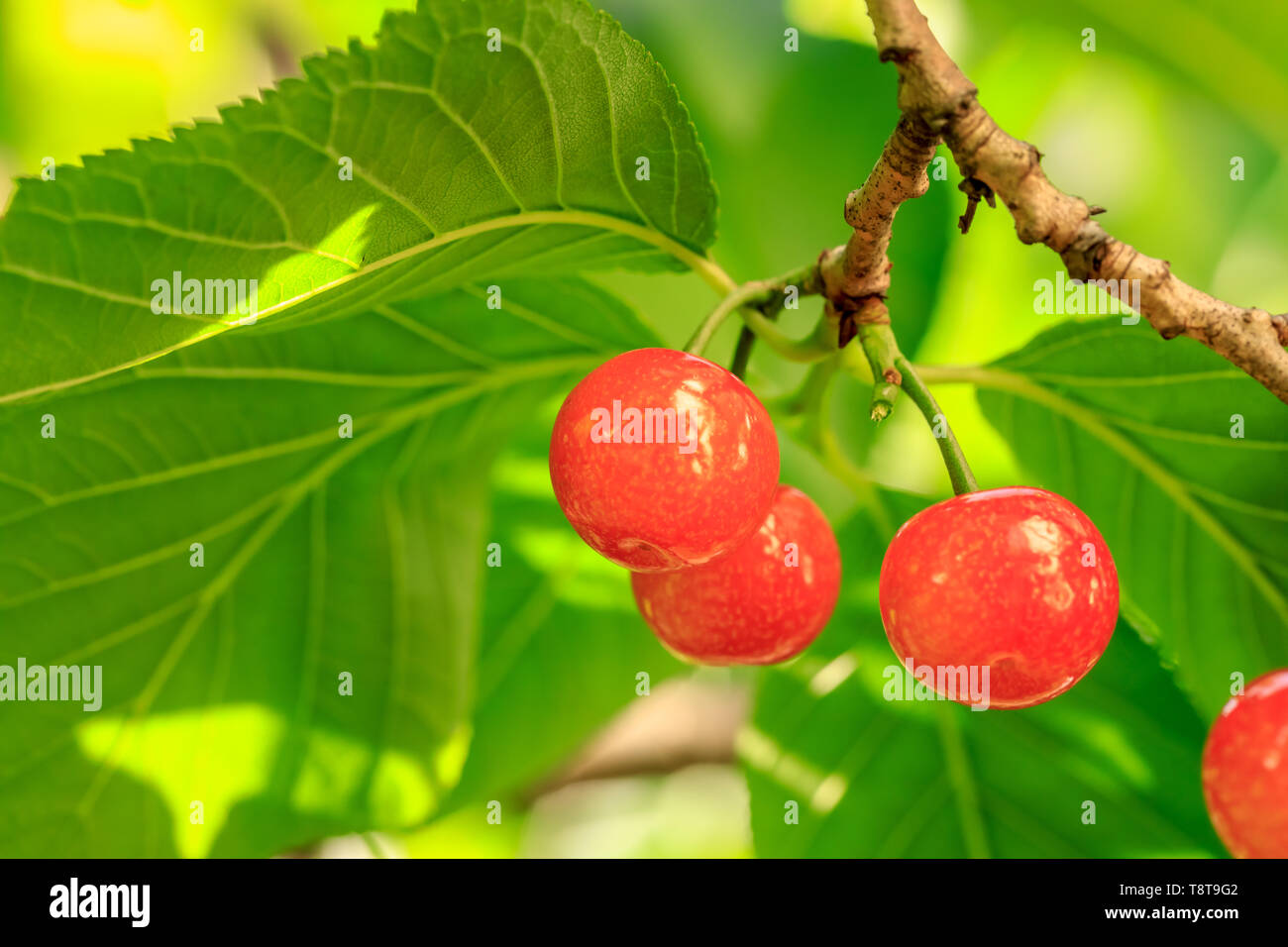 Salute del ciliegio immagini e fotografie stock ad alta risoluzione - Alamy