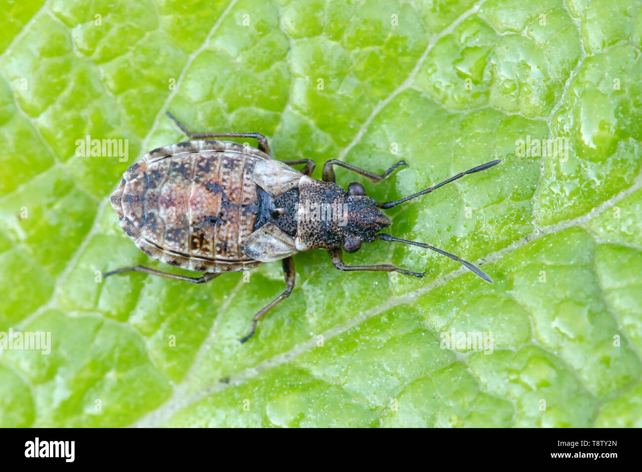Seed bugs immagini e fotografie stock ad alta risoluzione - Alamy