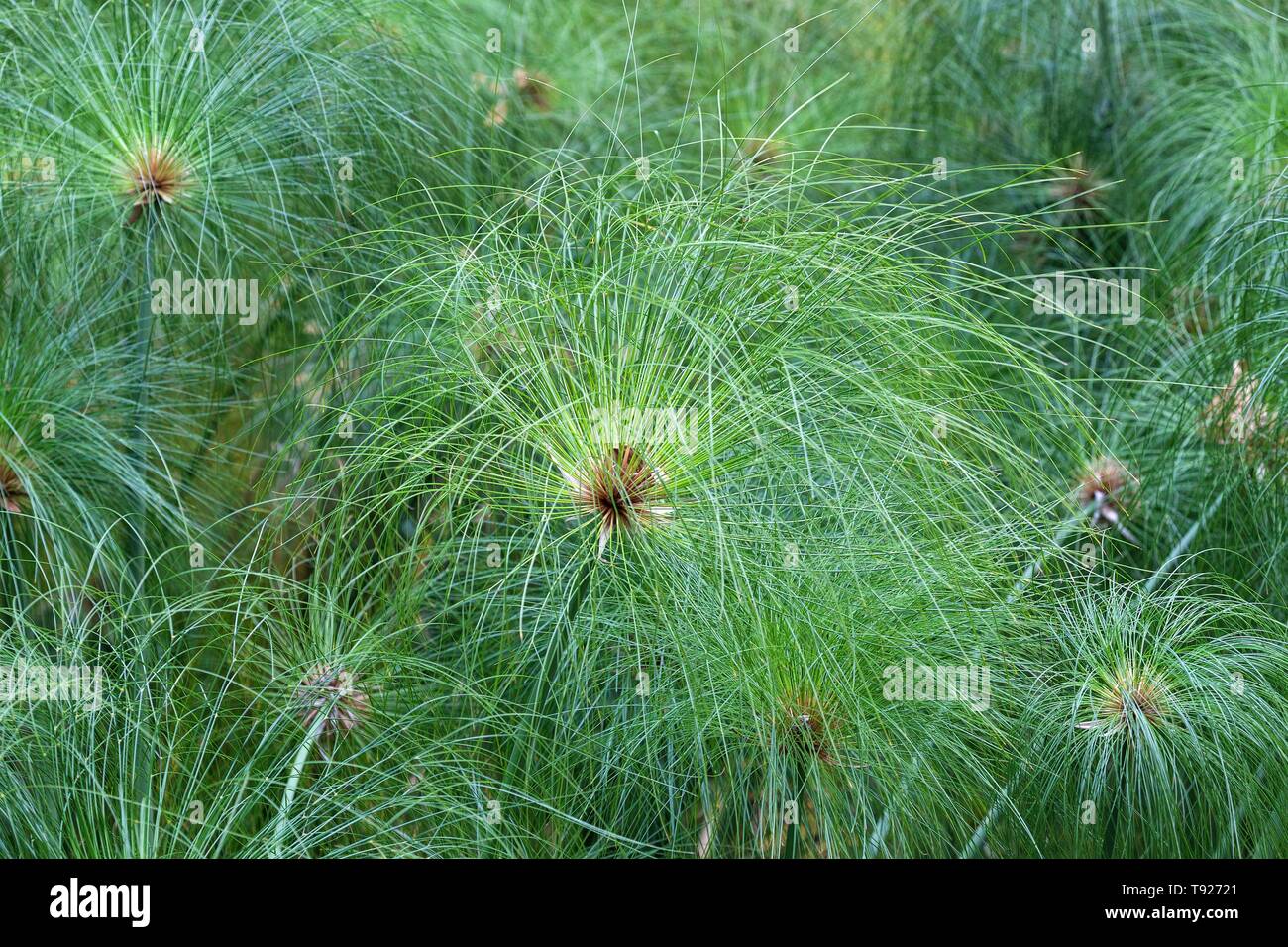 Papiro carice cyperus papiro immagini e fotografie stock ad alta ...