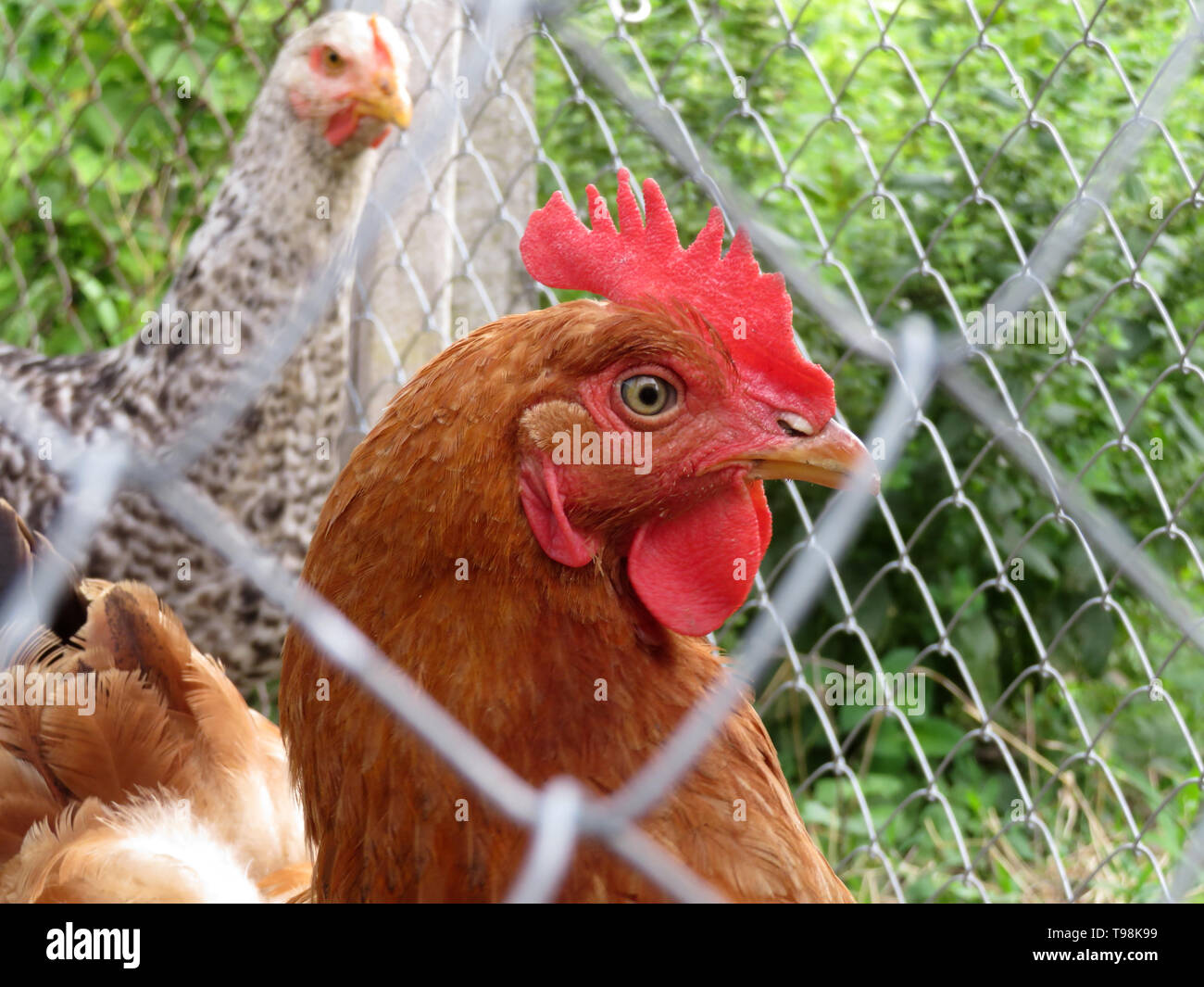 Galline ovaiole marroni immagini e fotografie stock ad alta risoluzione ...