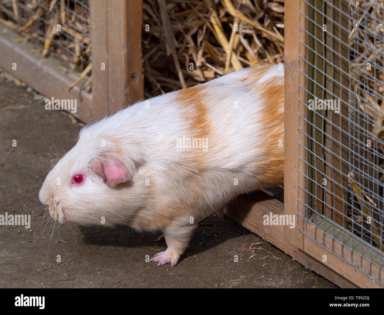 Cavia domestica immagini e fotografie stock ad alta risoluzione - Alamy