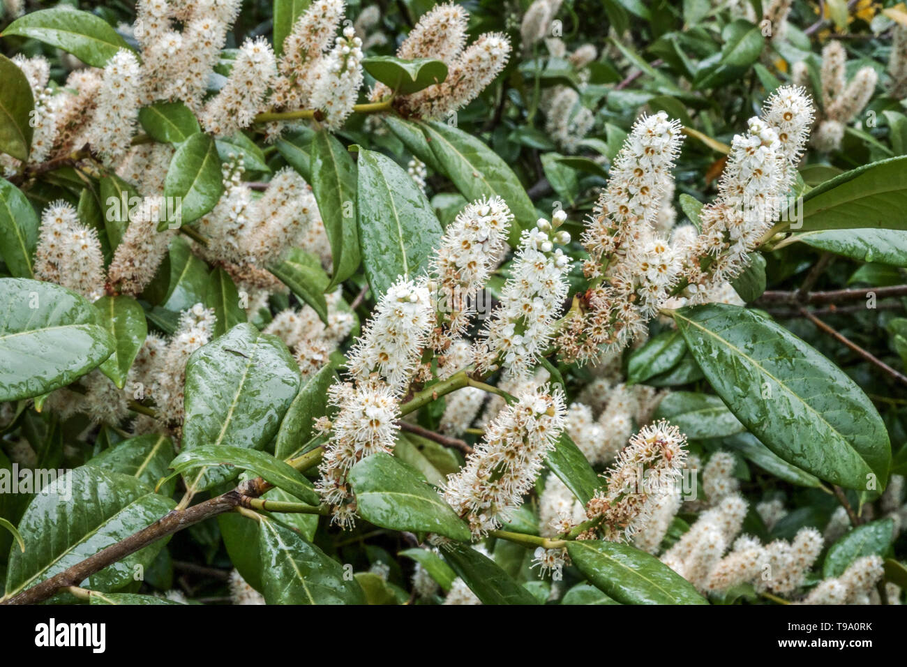 Fioritura del prunus laurocerasus immagini e fotografie stock ad alta ...