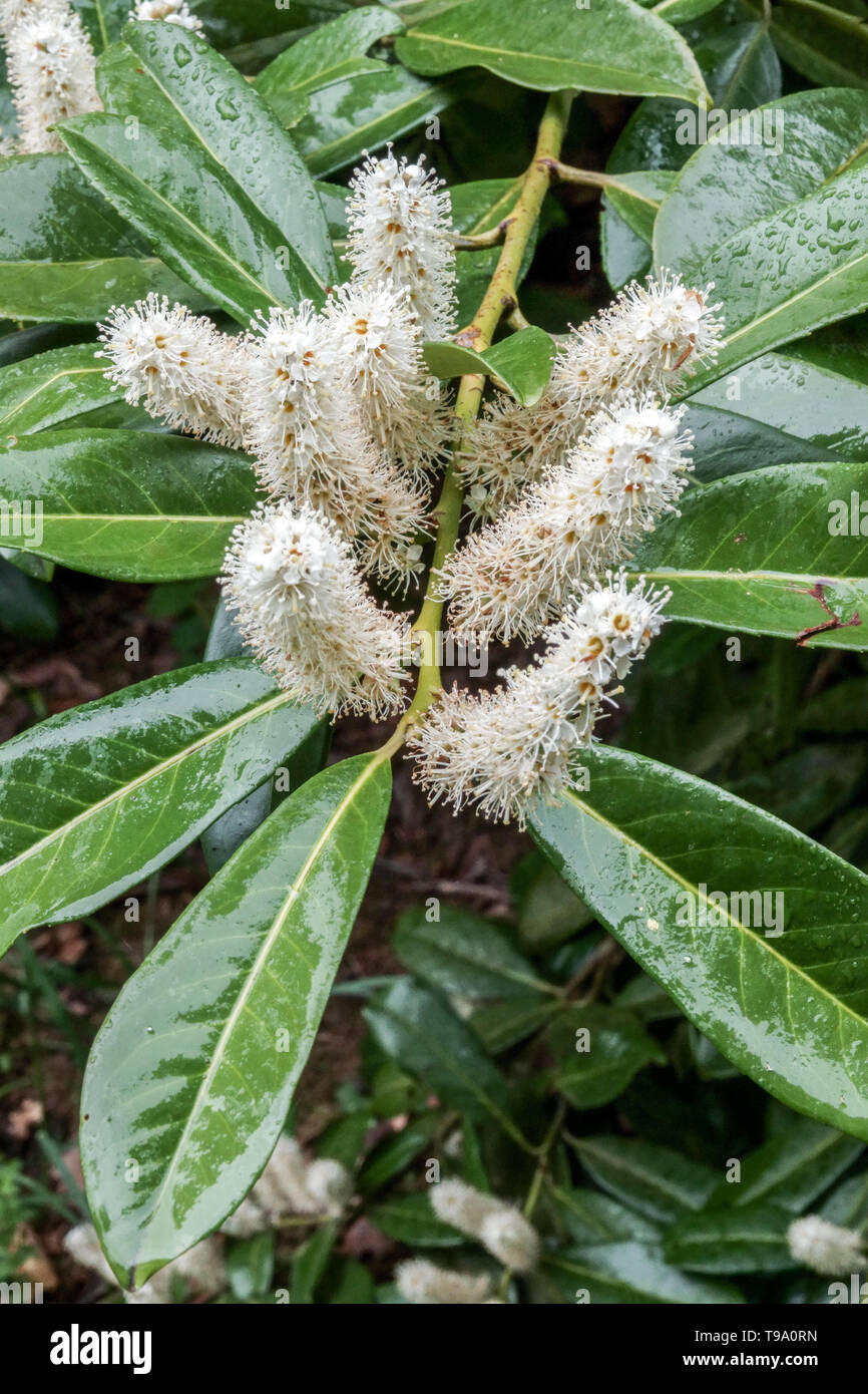Fioritura del prunus laurocerasus immagini e fotografie stock ad alta ...