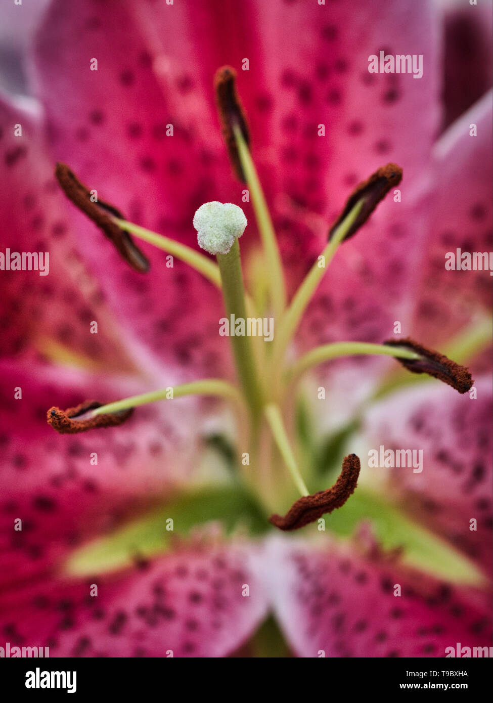 Anatomia della pianta del fiore immagini e fotografie stock ad alta ...