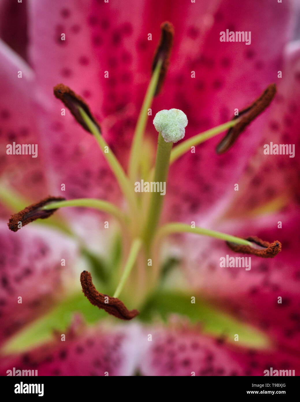 Anatomia della pianta del fiore immagini e fotografie stock ad alta ...