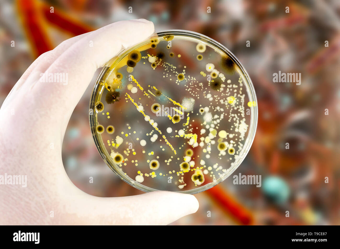 Culture fungine immagini e fotografie stock ad alta risoluzione - Alamy