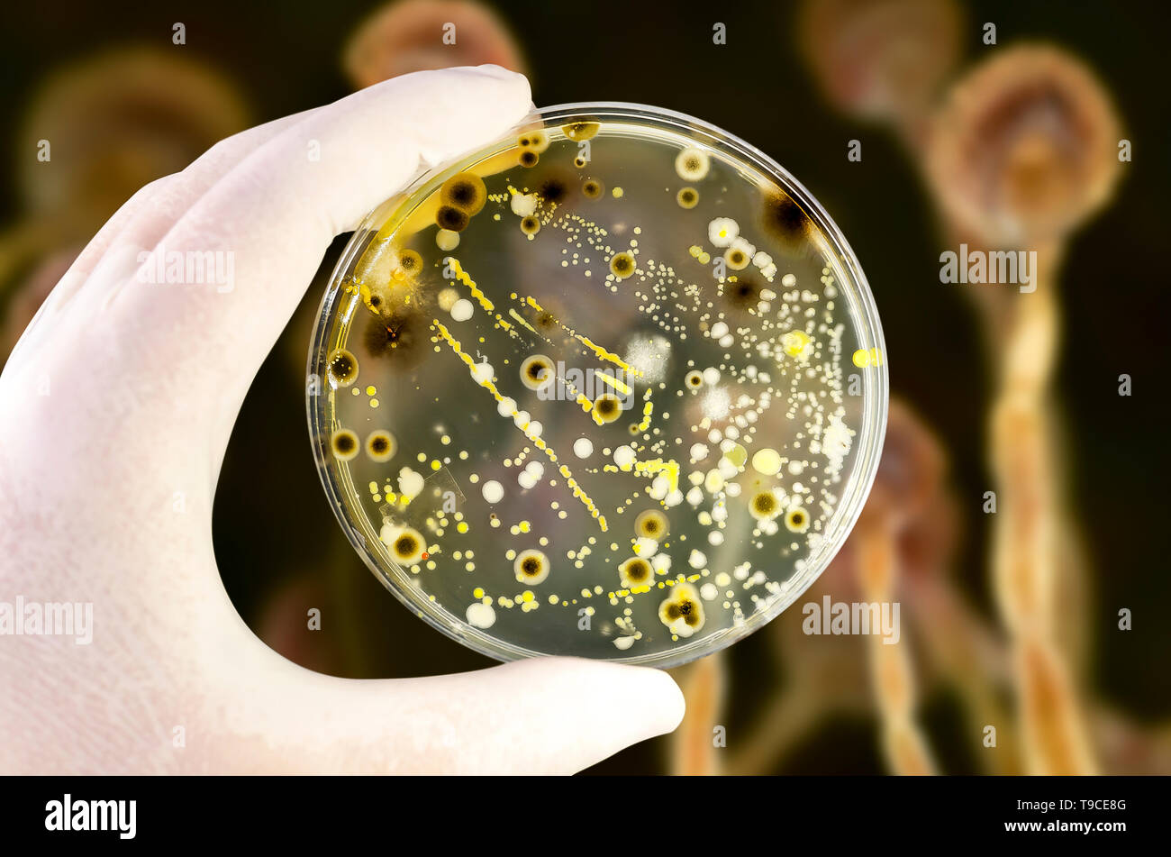 Culture fungine immagini e fotografie stock ad alta risoluzione - Alamy