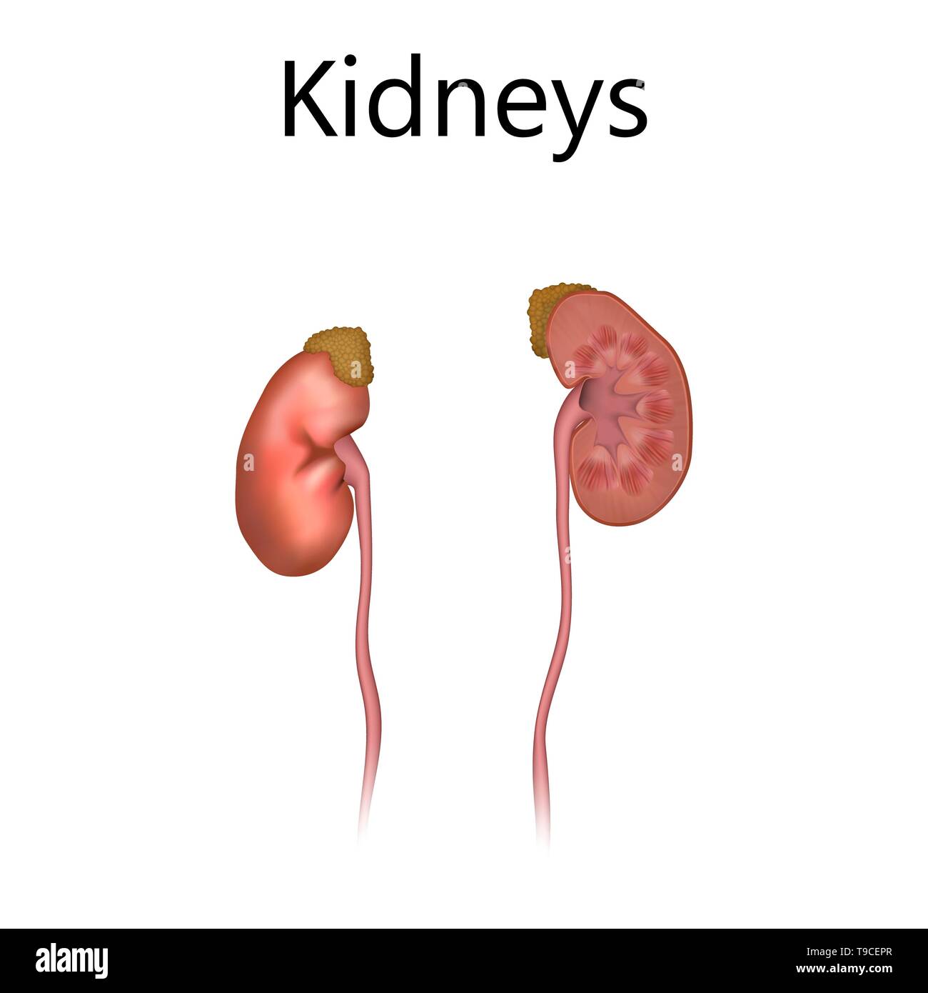 Anatomia dei reni immagini e fotografie stock ad alta risoluzione - Alamy