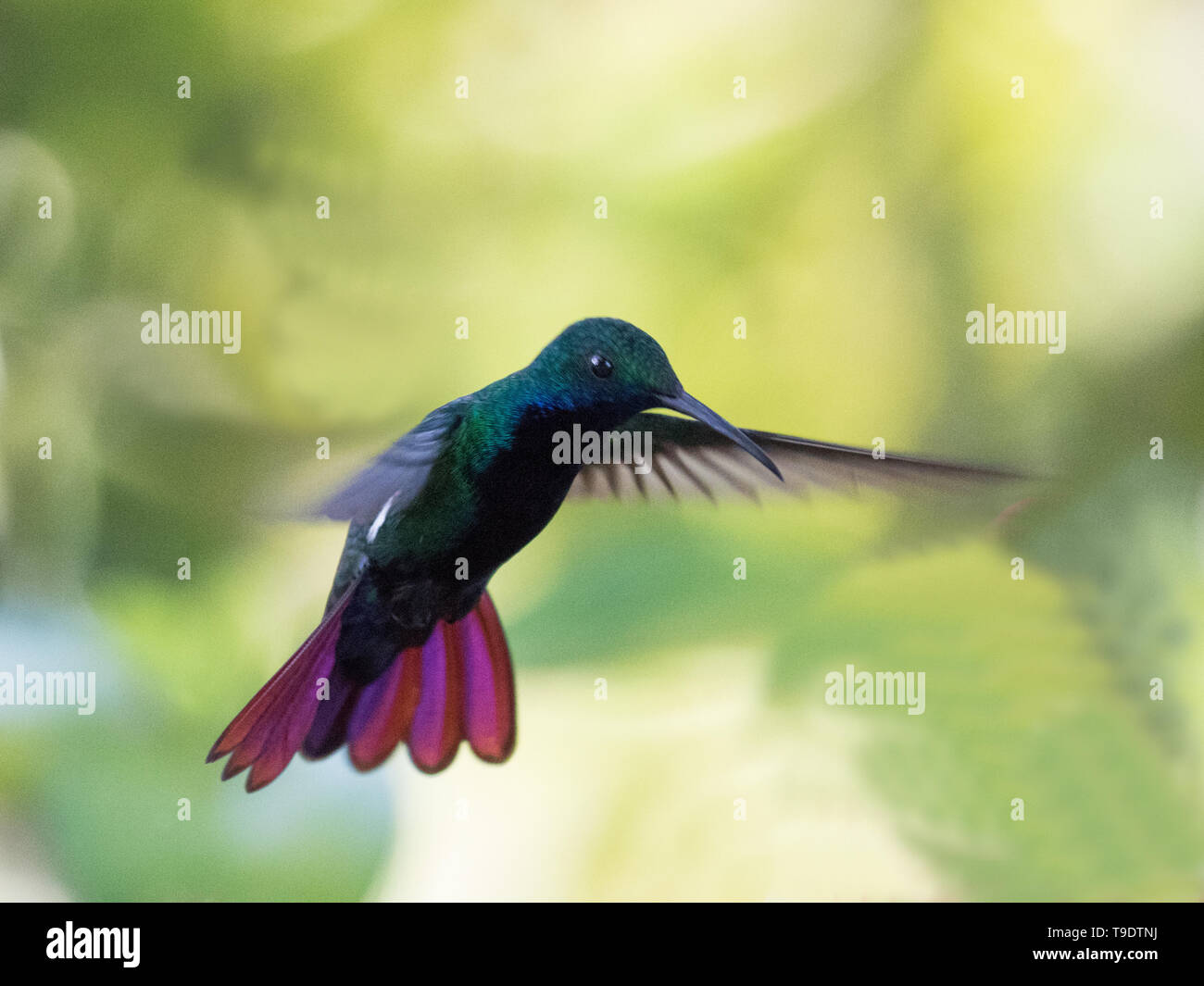 Antracotorax nigricollis immagini e fotografie stock ad alta risoluzione - Alamy