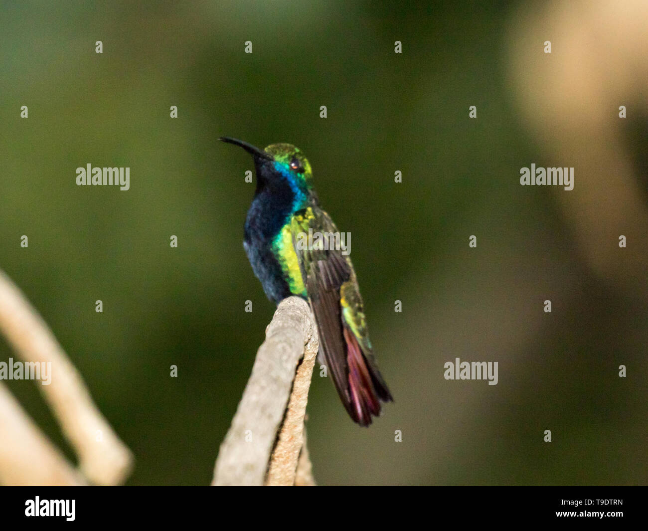 Antracotorax nigricollis immagini e fotografie stock ad alta risoluzione - Alamy