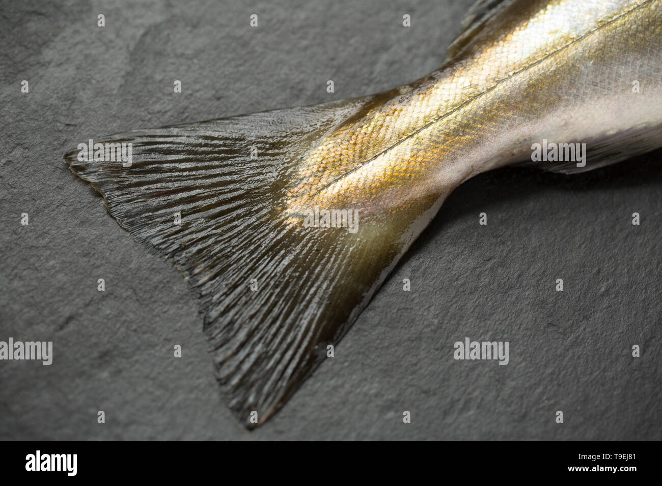 Scala di pesca immagini e fotografie stock ad alta risoluzione - Alamy