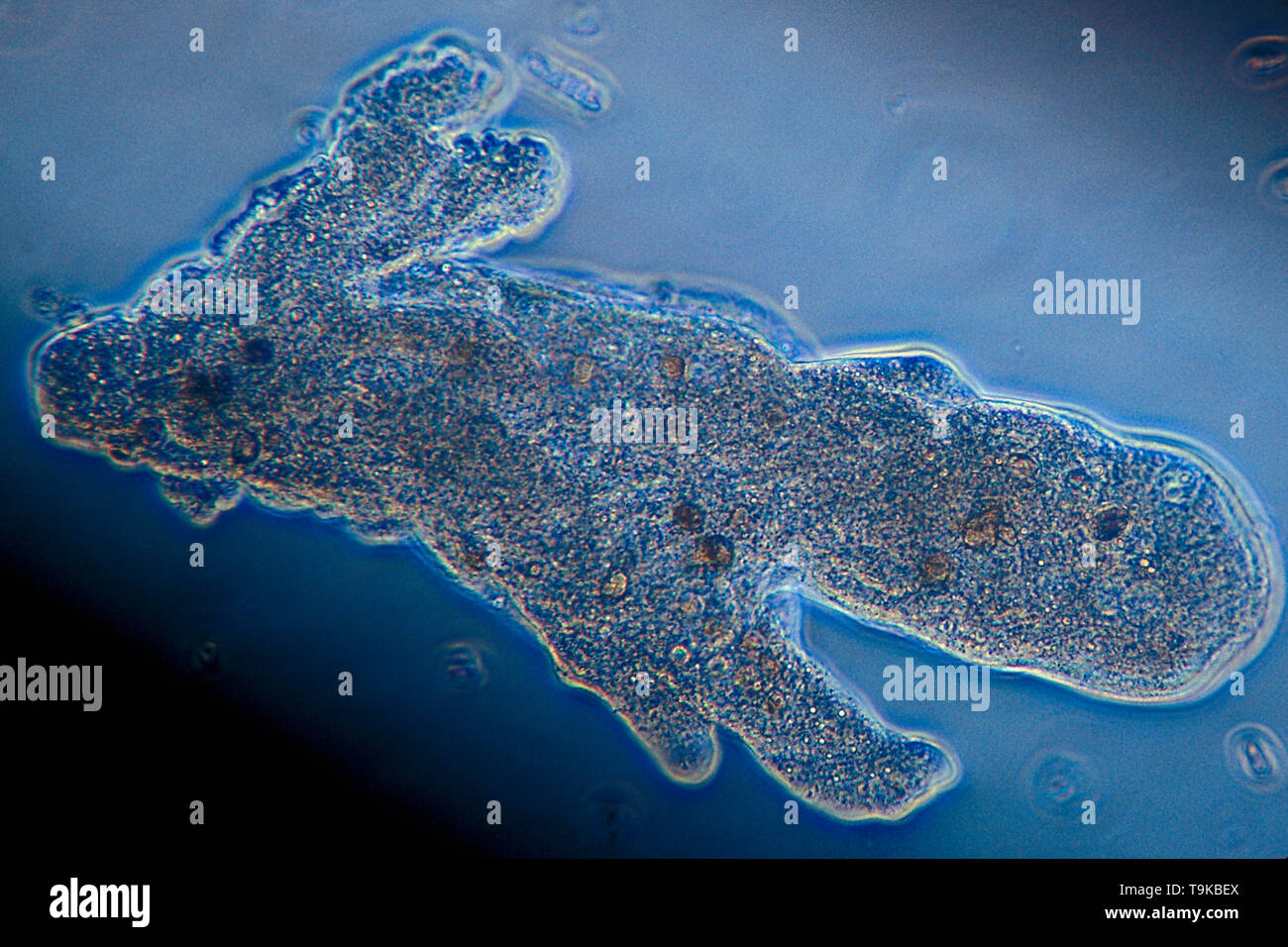 Ameba gigante immagini e fotografie stock ad alta risoluzione - Alamy