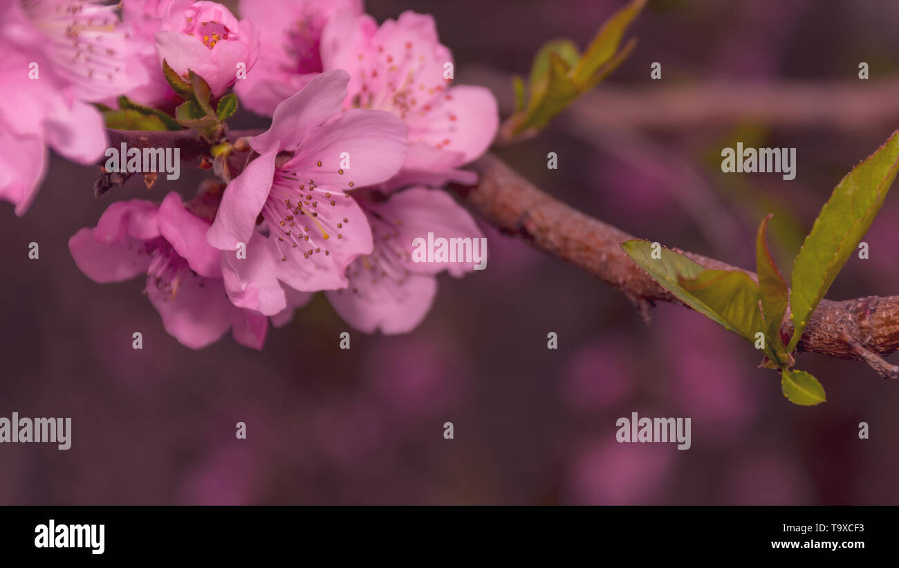 Albero di pesco in fiore immagini e fotografie stock ad alta ...
