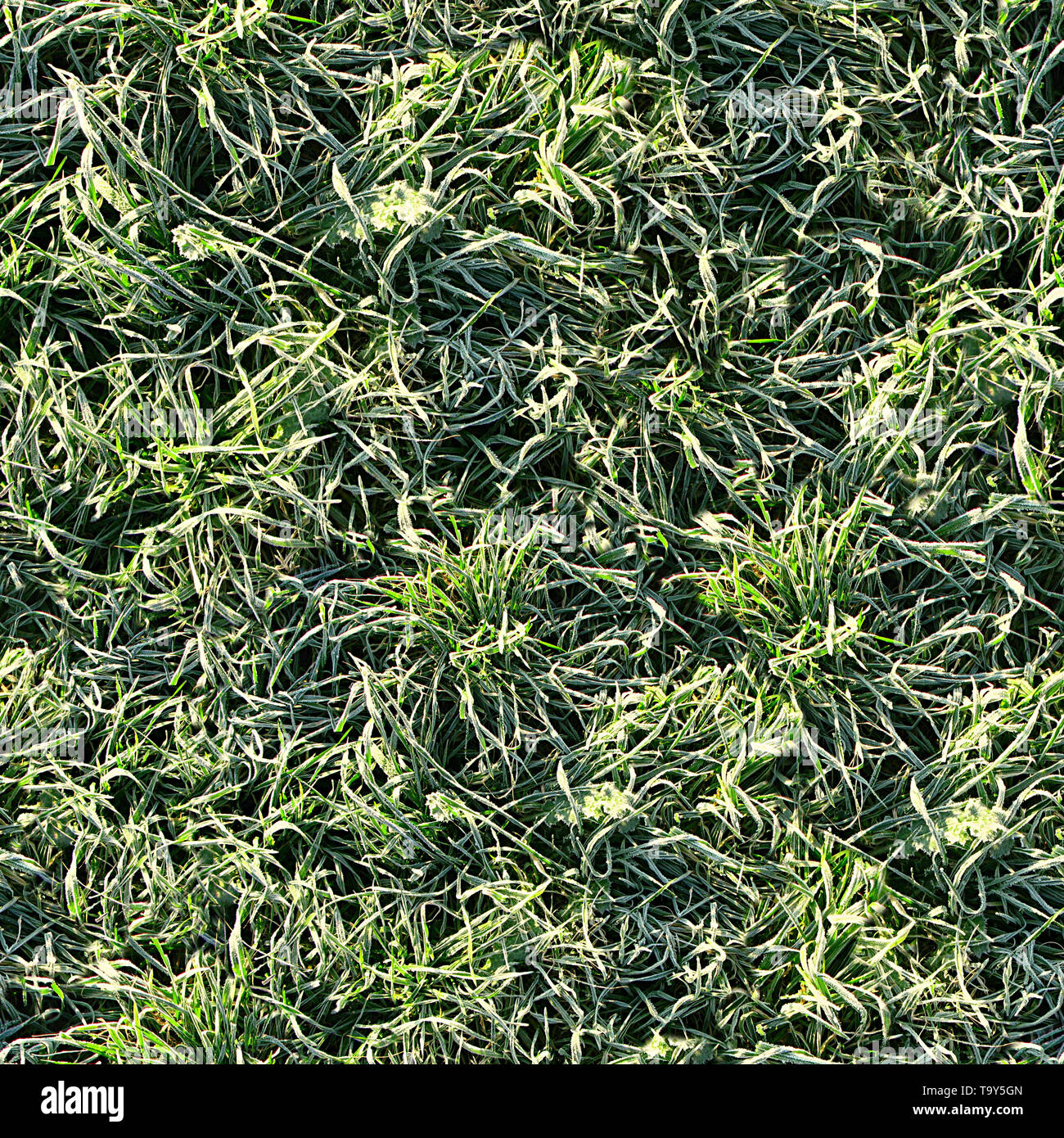 Grass seamless texture immagini e fotografie stock ad alta risoluzione ...