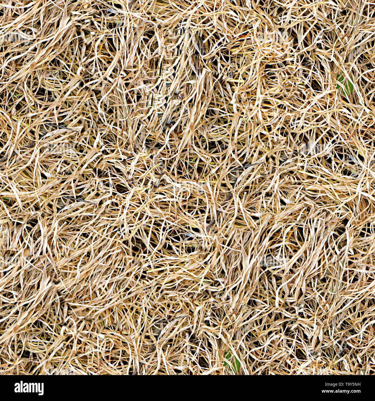 Grass seamless texture immagini e fotografie stock ad alta risoluzione ...