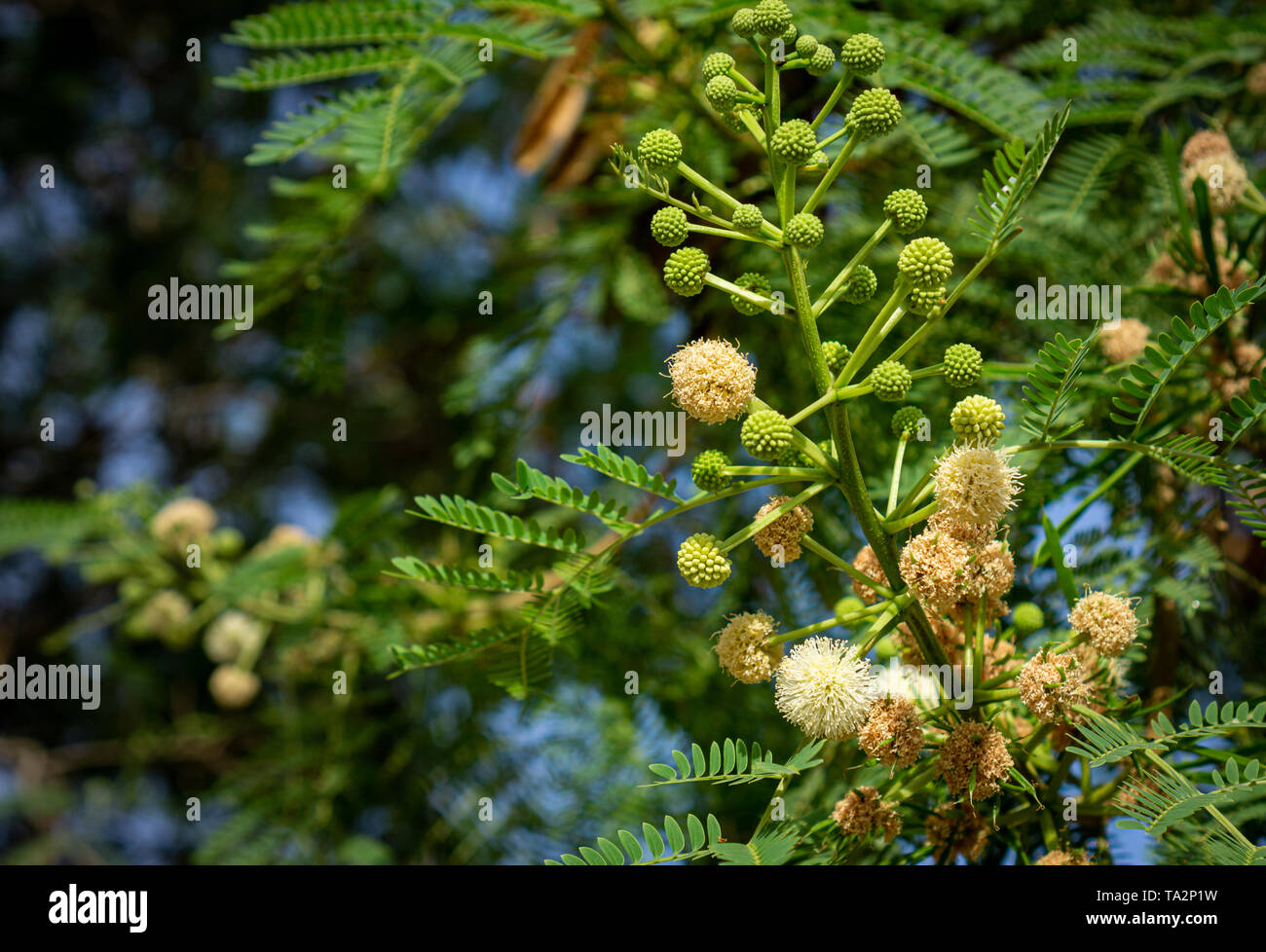 Acacia baileyana immagini e fotografie stock ad alta risoluzione - Alamy