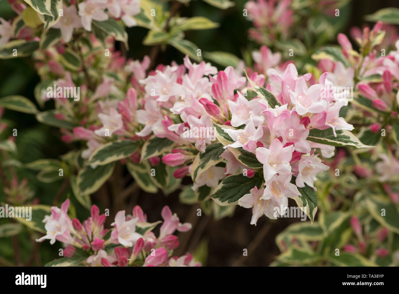 Weigela floribunda variegata immagini e fotografie stock ad alta ...