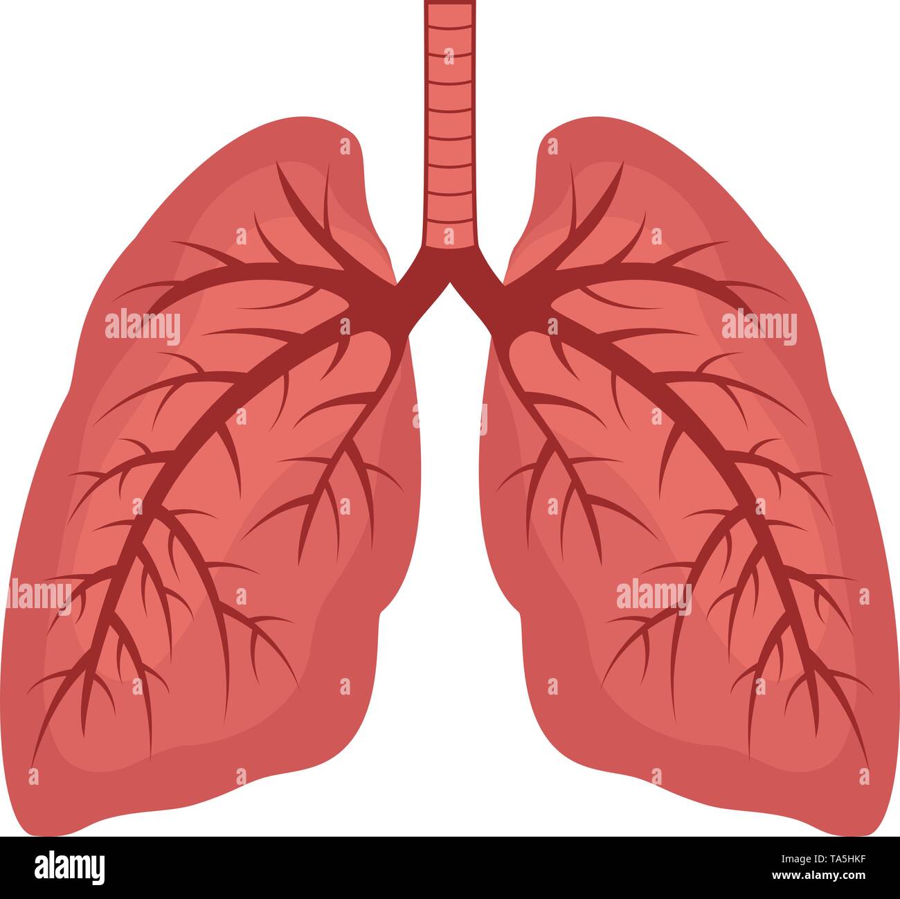 I polmoni immagini e fotografie stock ad alta risoluzione - Alamy