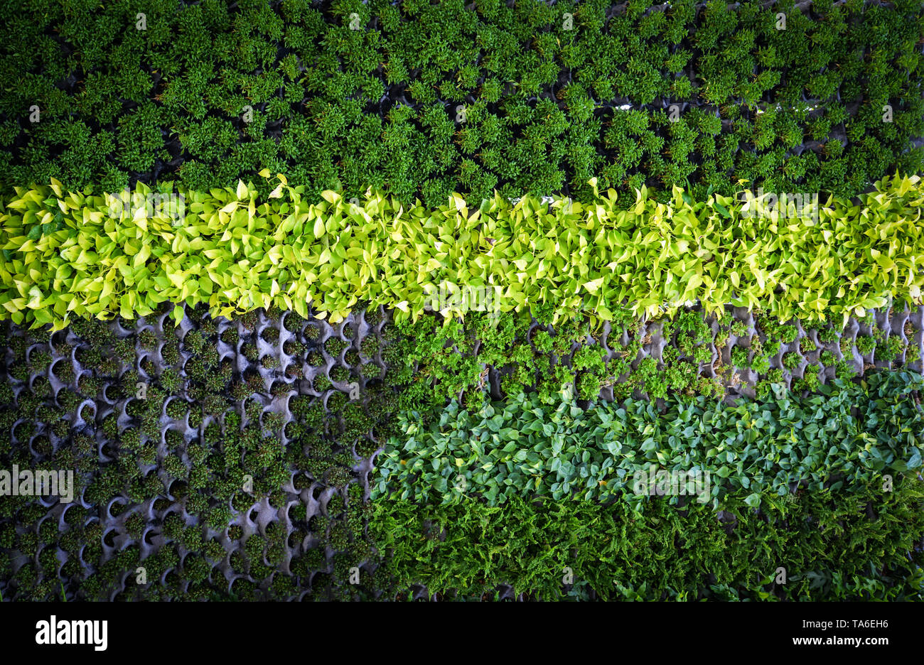 Pianta verde background / schema impianto a parete texture di sfondo ...