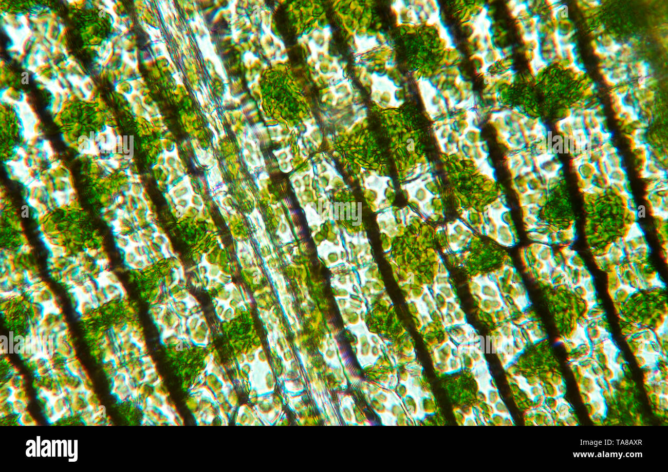 Cloroplasti in Elodea come osservata attraverso un microscopio ...
