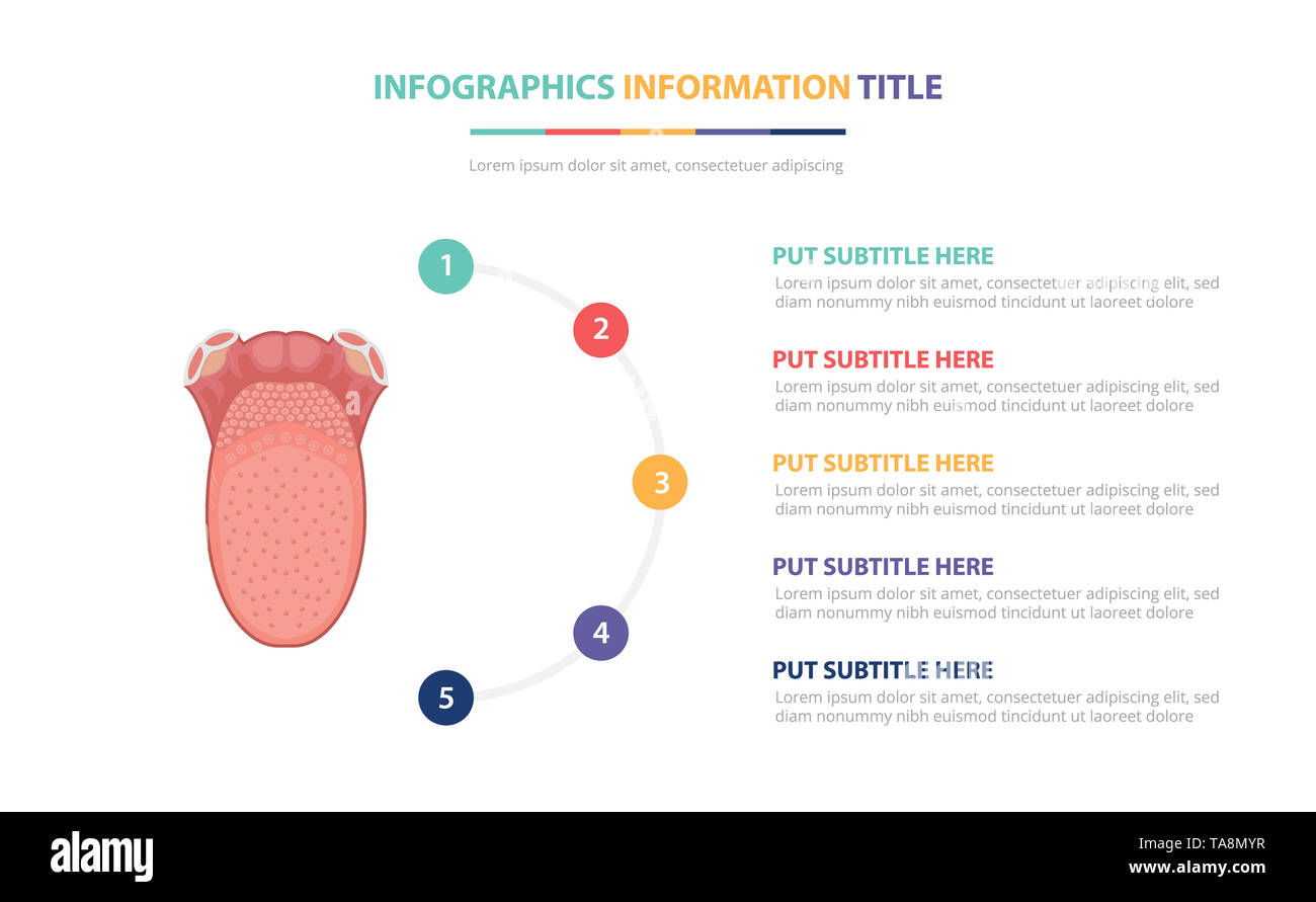 Lingua umana anatomia ed infografico concetto di modello con cinque ... Lingua umana anatomia ed infografico concetto di modello con cinque ...