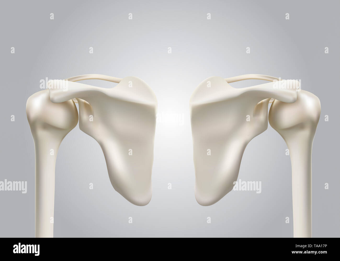 Articolazione della spalla 3d immagini e fotografie stock ad alta ...