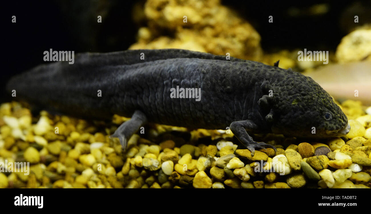 Piscina Axolotl fotografia subacquea di nero Salamande vita marina ...
